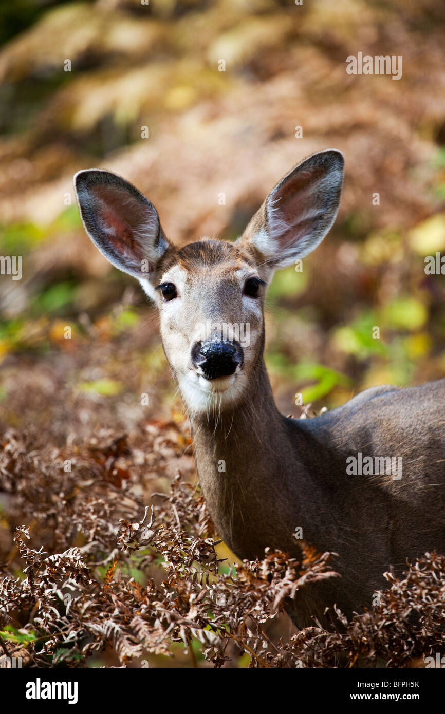A White-Tailed Deer (Odocoileus virginianus) also known as the Virginia ...