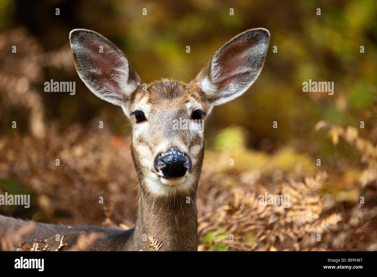A White-Tailed Deer (Odocoileus virginianus) also known as the Virginia ...