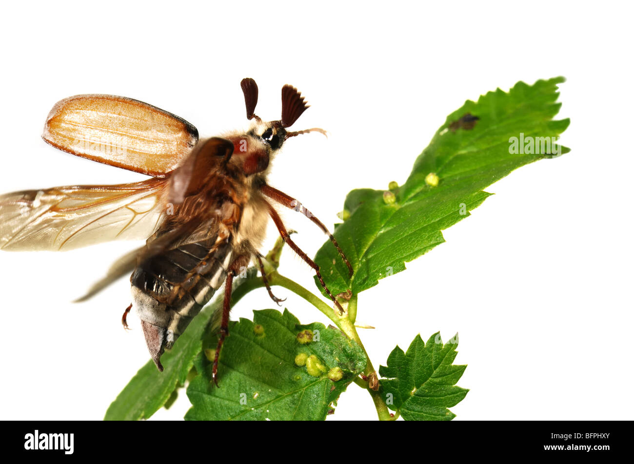 flying up may-bug (Melolontha vulgaris) close-up Stock Photo - Alamy