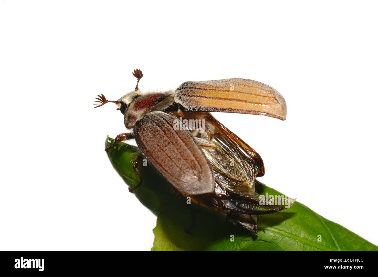 flying up may-bug (Melolontha vulgaris) close-up Stock Photo - Alamy