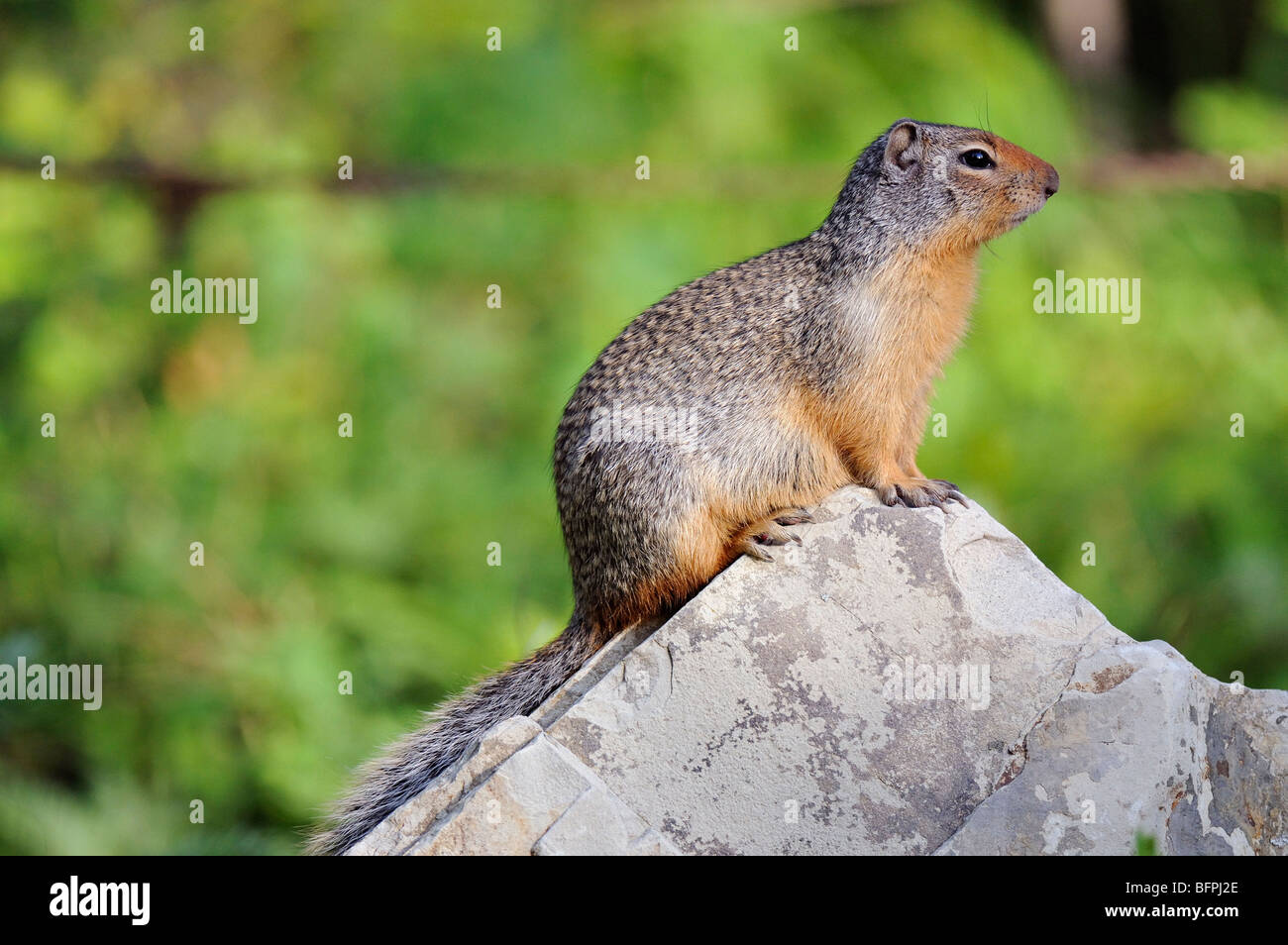 Columbian Ground Squirrel (Spermophilus columbianus) in Glacier ...
