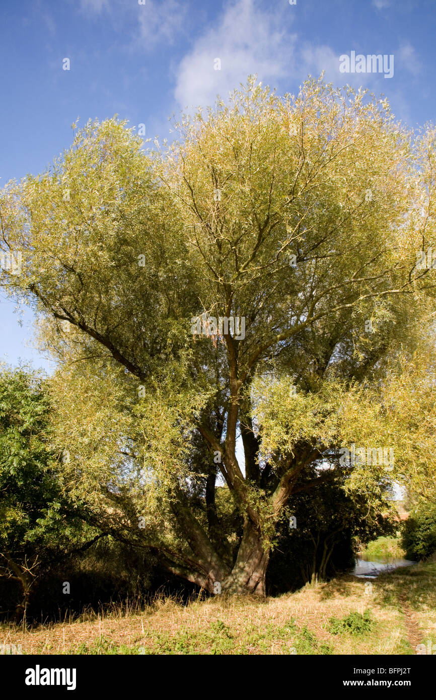 White Willow (Salix Alba) portrait against blue sky Stock Photo - Alamy