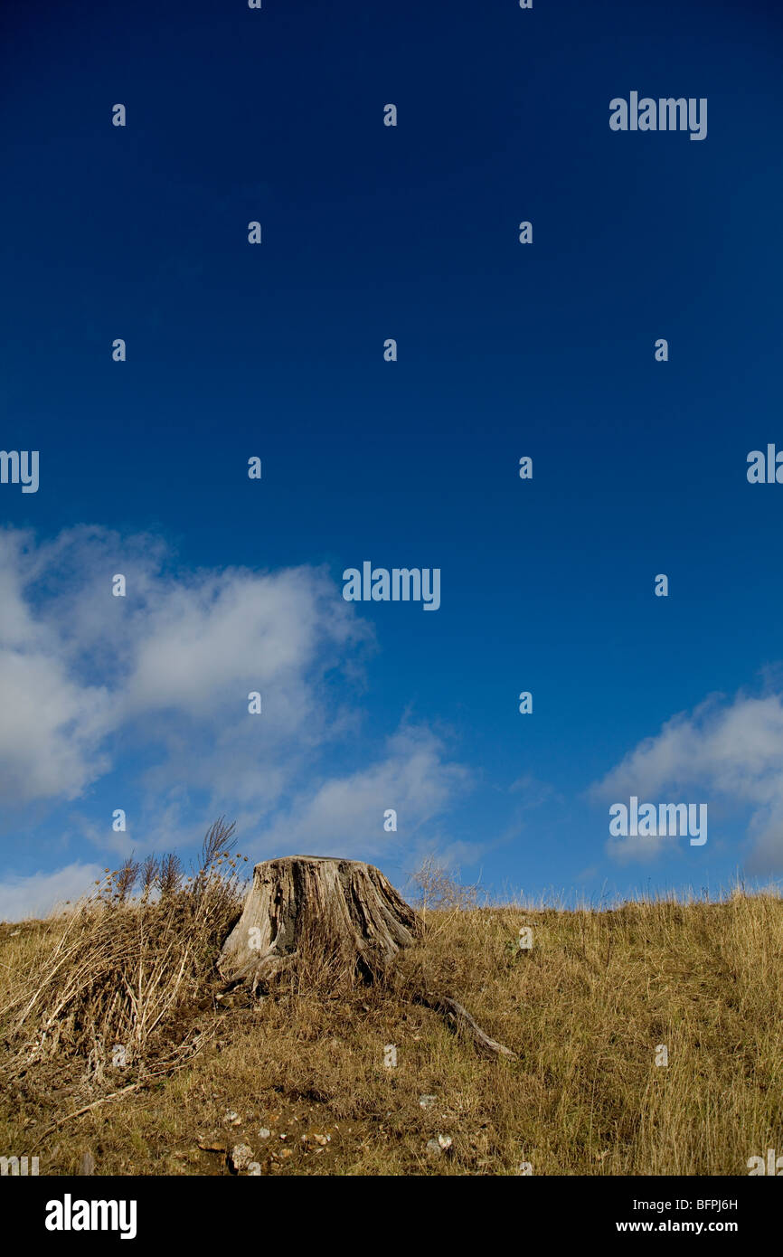 Wide stump hi-res stock photography and images - Alamy