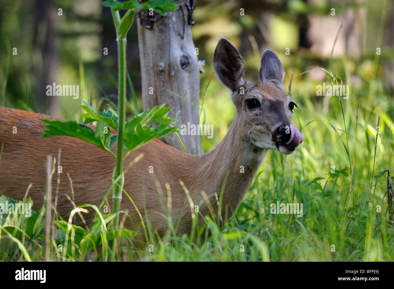 Mule deer (Odocoileus hemionus) grazing in Glacier national park Stock ...