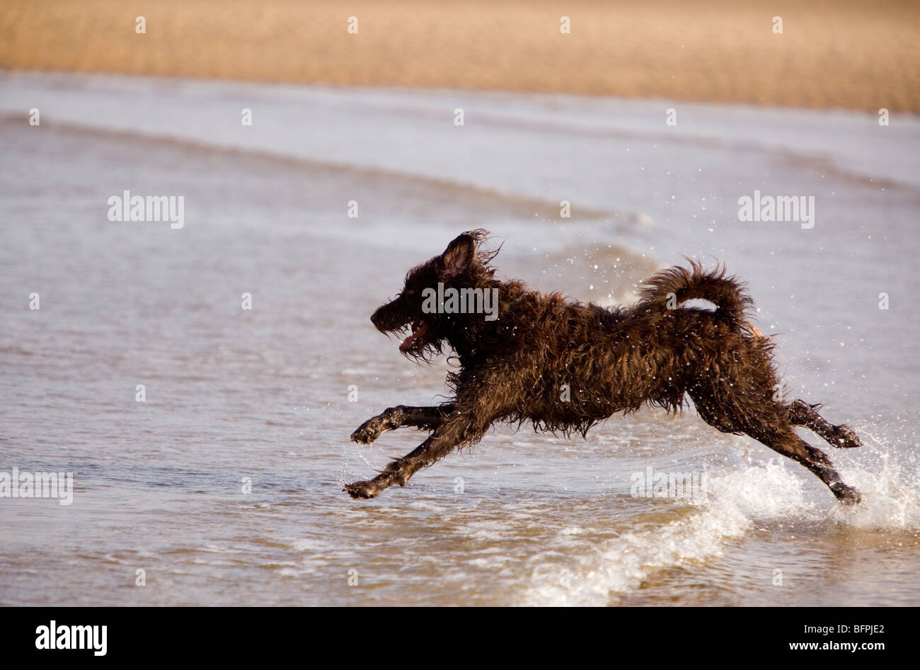 Dog running into sea, Holkham Beach UK Stock Photo - Alamy