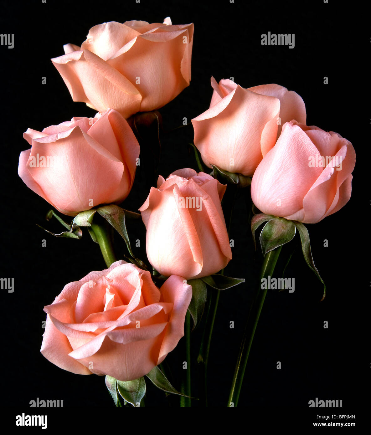 Pink roses on black background in arrangement Stock Photo - Alamy