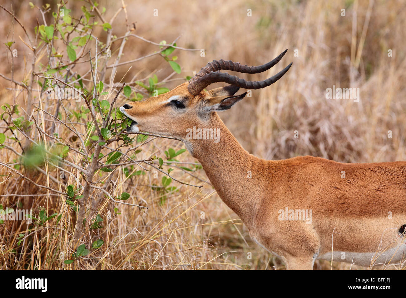 Impala horn hi-res stock photography and images - Alamy