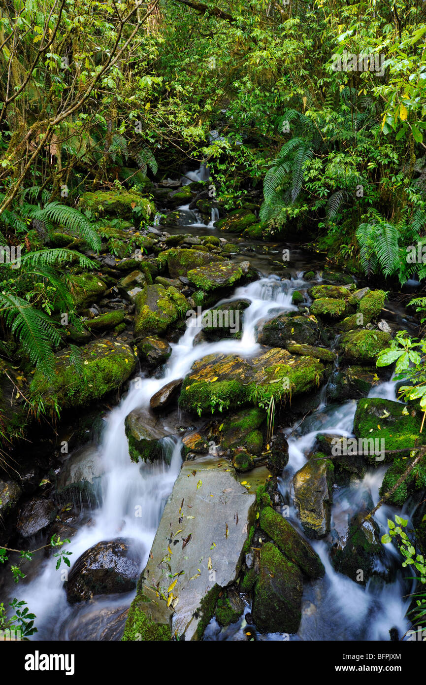Forest Stream in Westland National Park New Zealand Stock Photo - Alamy