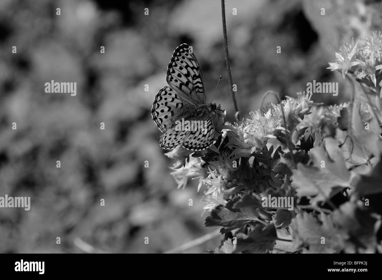 Road glacier national park montana Black and White Stock Photos ...