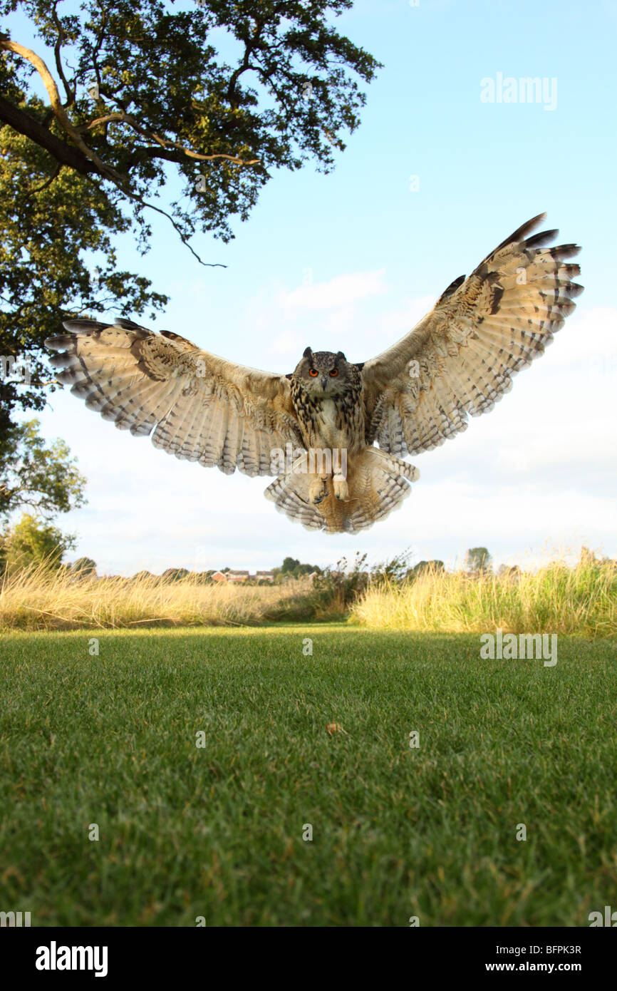 Eagle owl in flight hi-res stock photography and images - Alamy