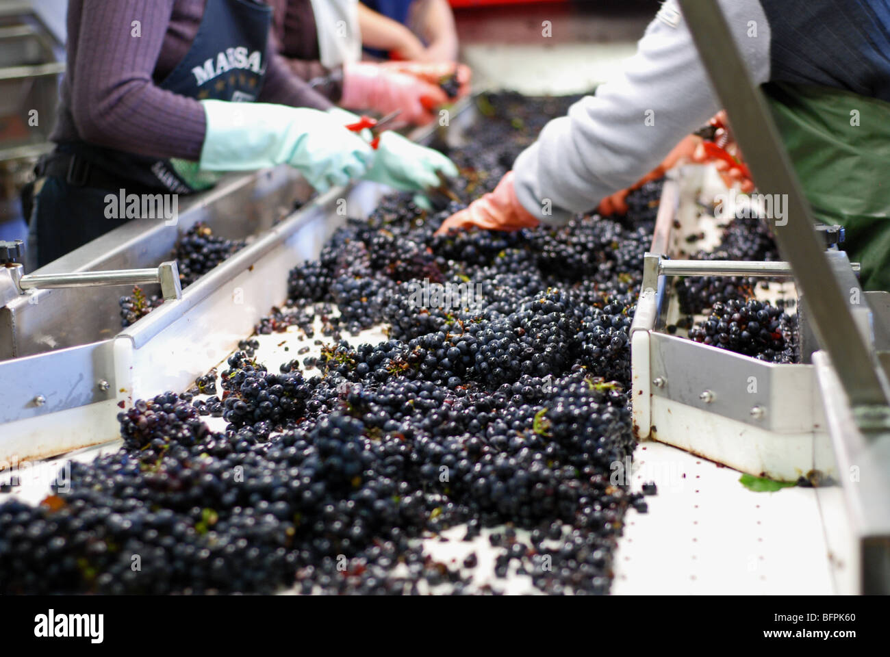 Grape sorting hi-res stock photography and images - Alamy