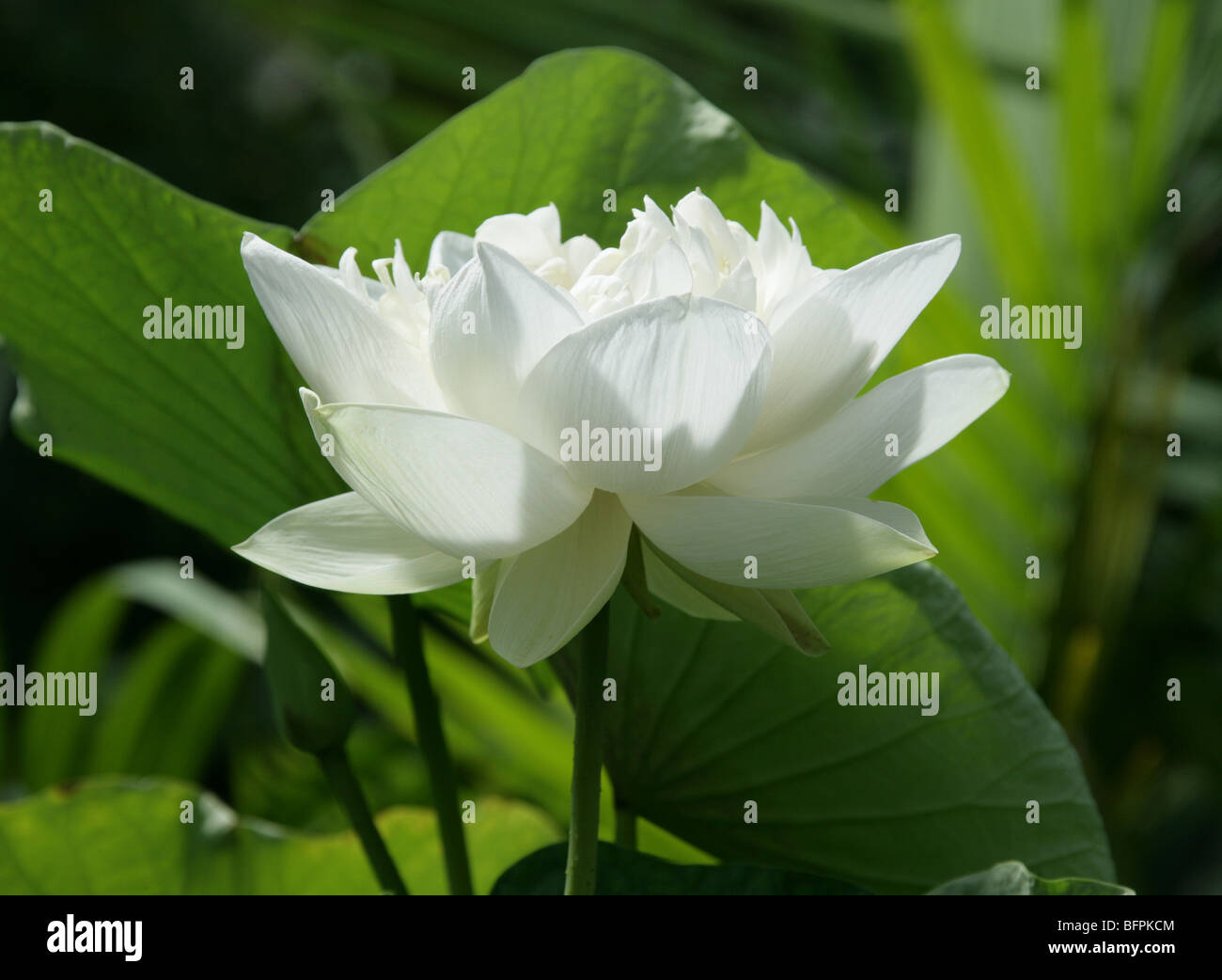 Indian Lotus, Sacred Lotus, Bean of India or Sacred Waterlily, Nelumbo ...