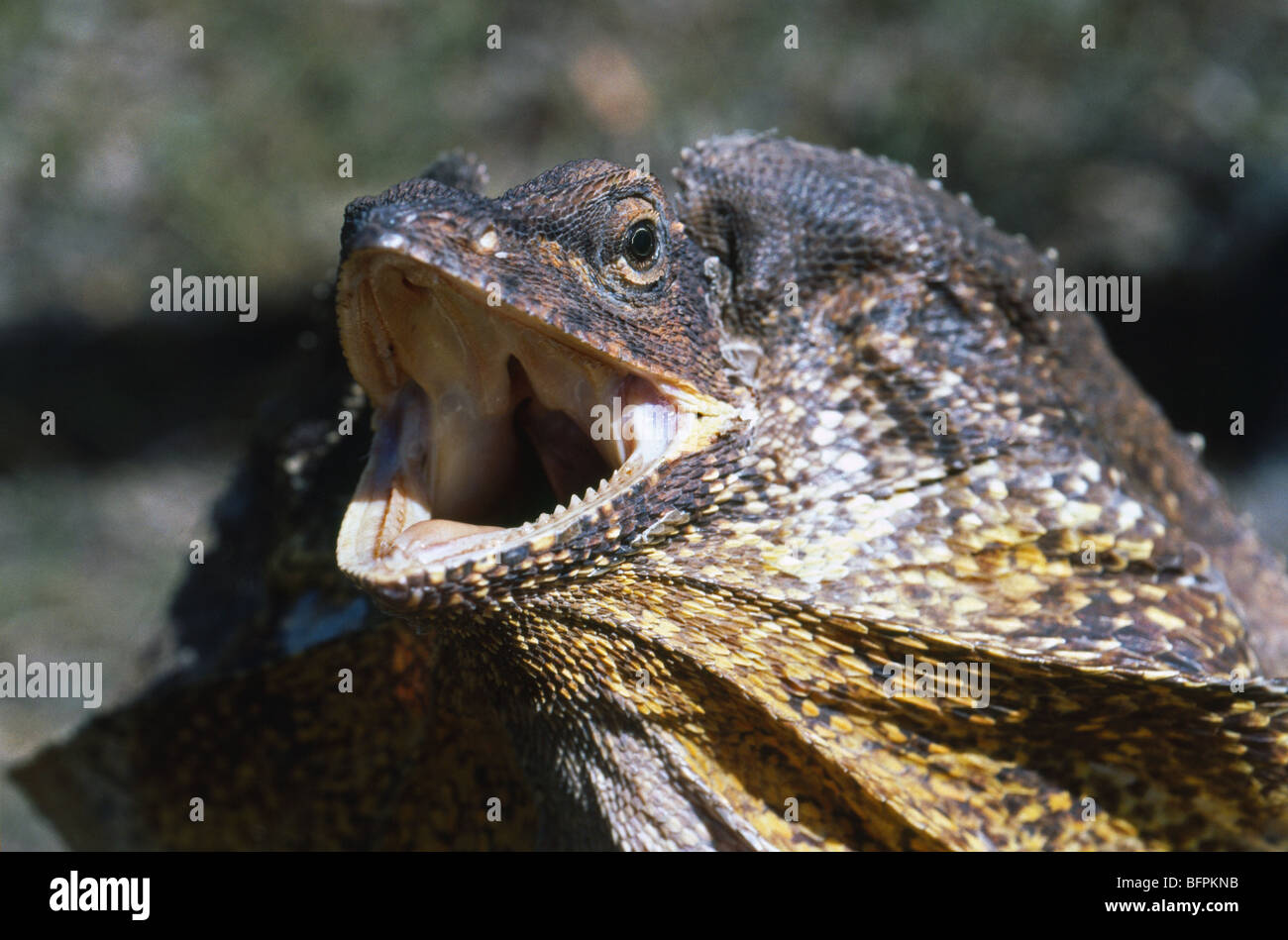 Frill-necked lizard (Chlamydosaurus kingii), Queensland, Australia ...