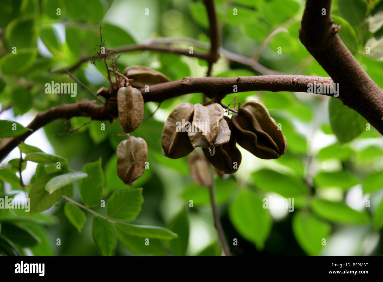 Starfruit Tree
