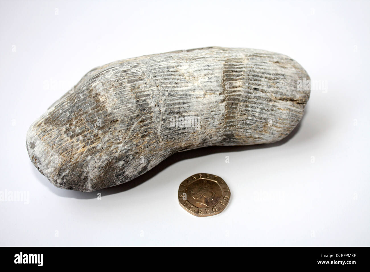Fibrous stem hi-res stock photography and images - Alamy