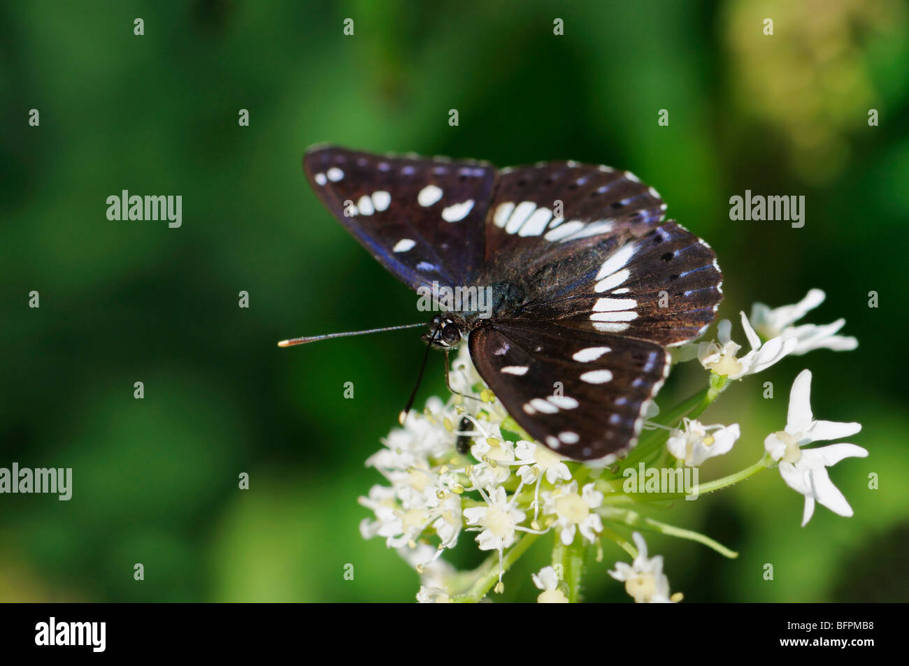 Southern White Admiral butterfly (Limenitis reducta) male. Slovenia ...
