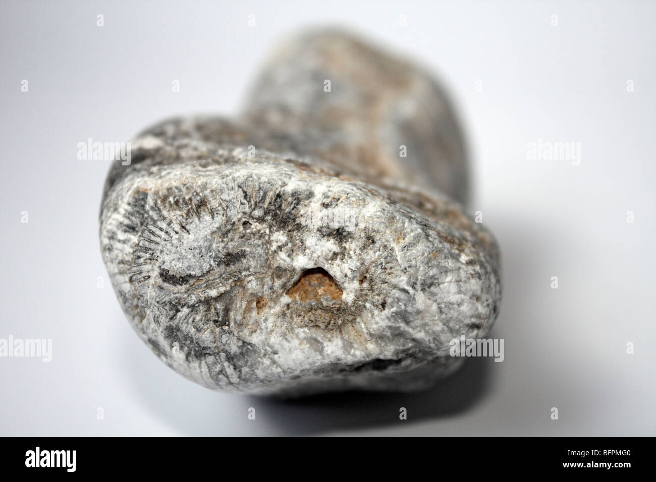 Plant Stem Fossils