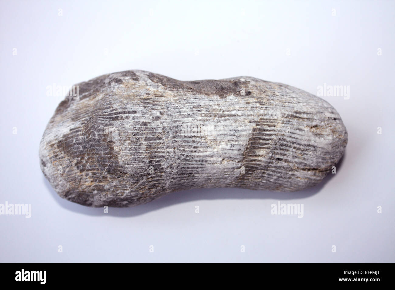 Fibrous stem hi-res stock photography and images - Alamy