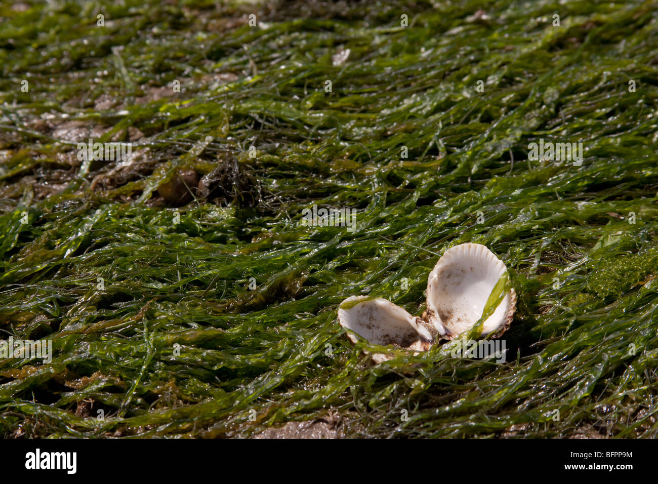 A seashell rests on a beach covered in seaweed Stock Photo - Alamy
