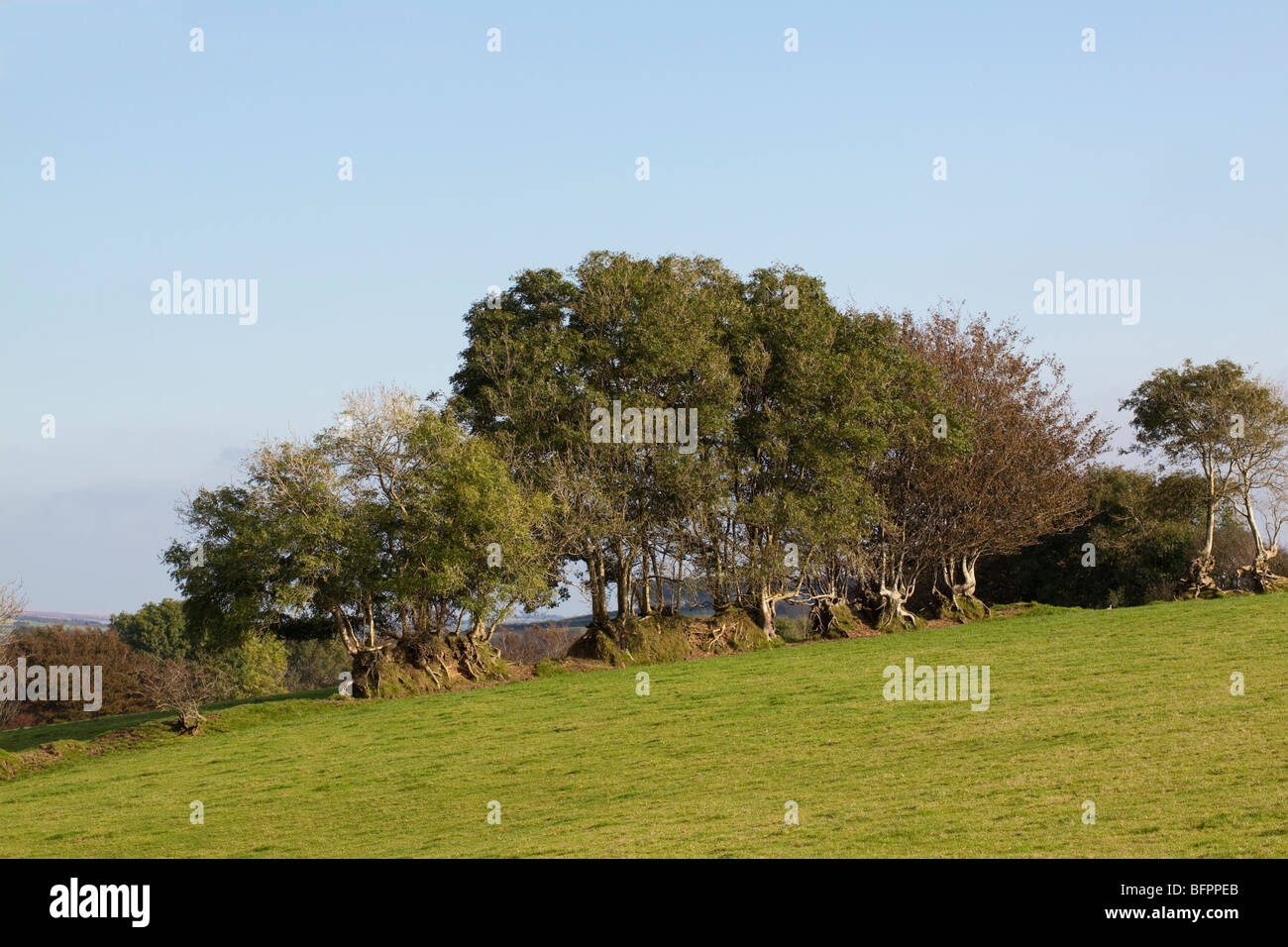 A line of trees form a boundary for fields in the Devon countryside ...
