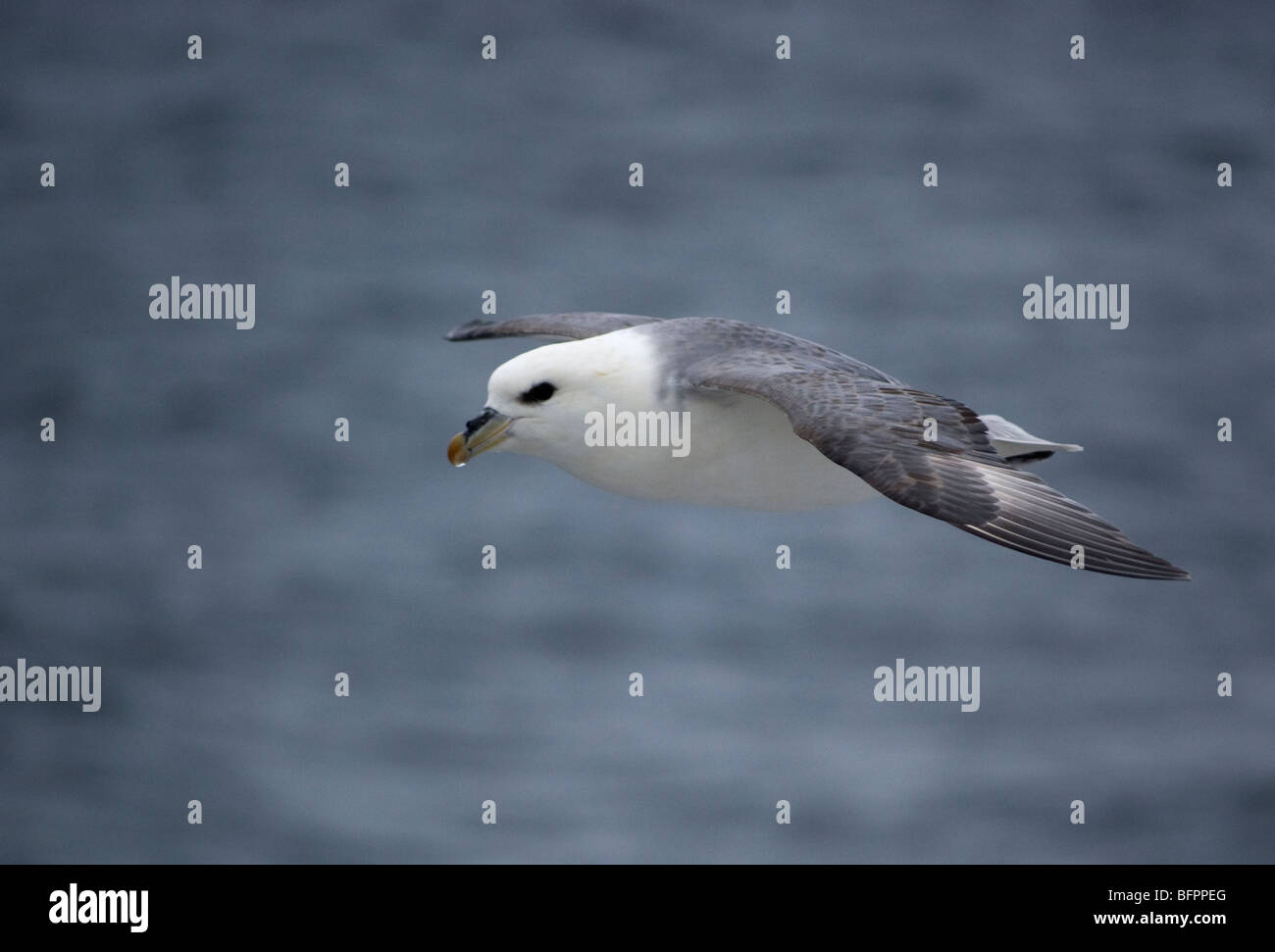 Northern Fulmar (Fulmarus glacialis), Faxafloi Bay, Iceland Stock Photo ...