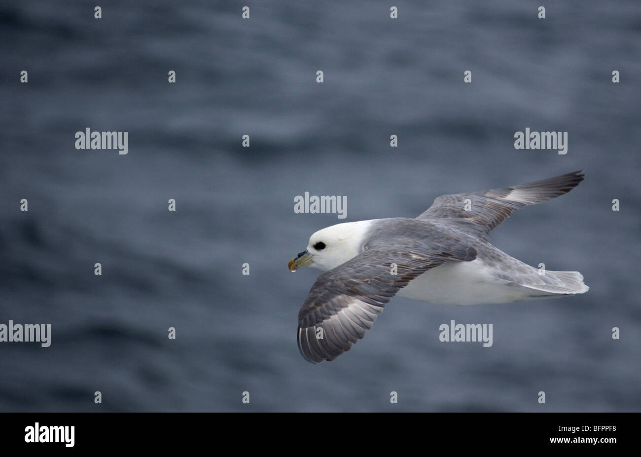 Northern Fulmar (Fulmarus glacialis), Faxafloi Bay, Iceland Stock Photo ...