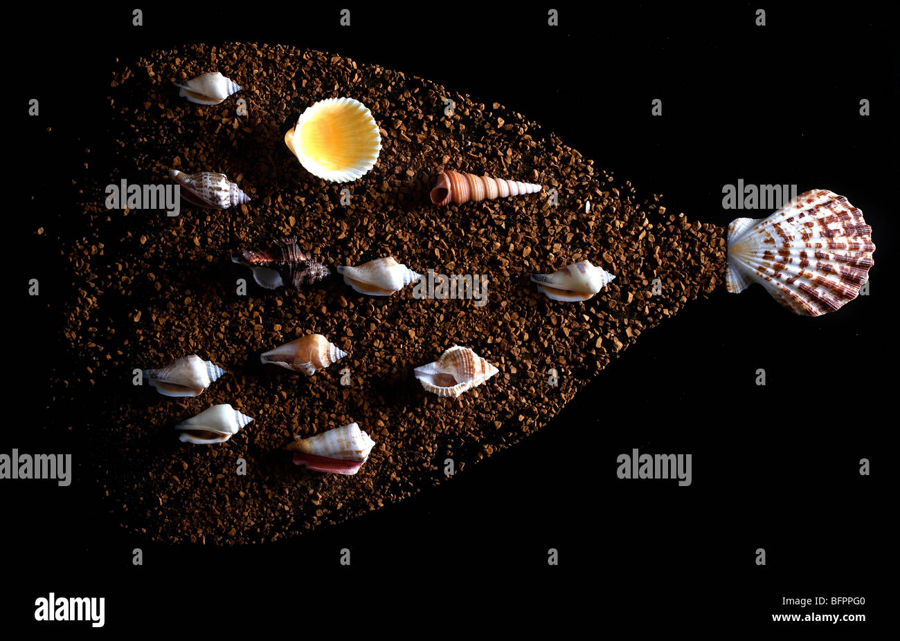 shell sea seashell Stock Photo - Alamy