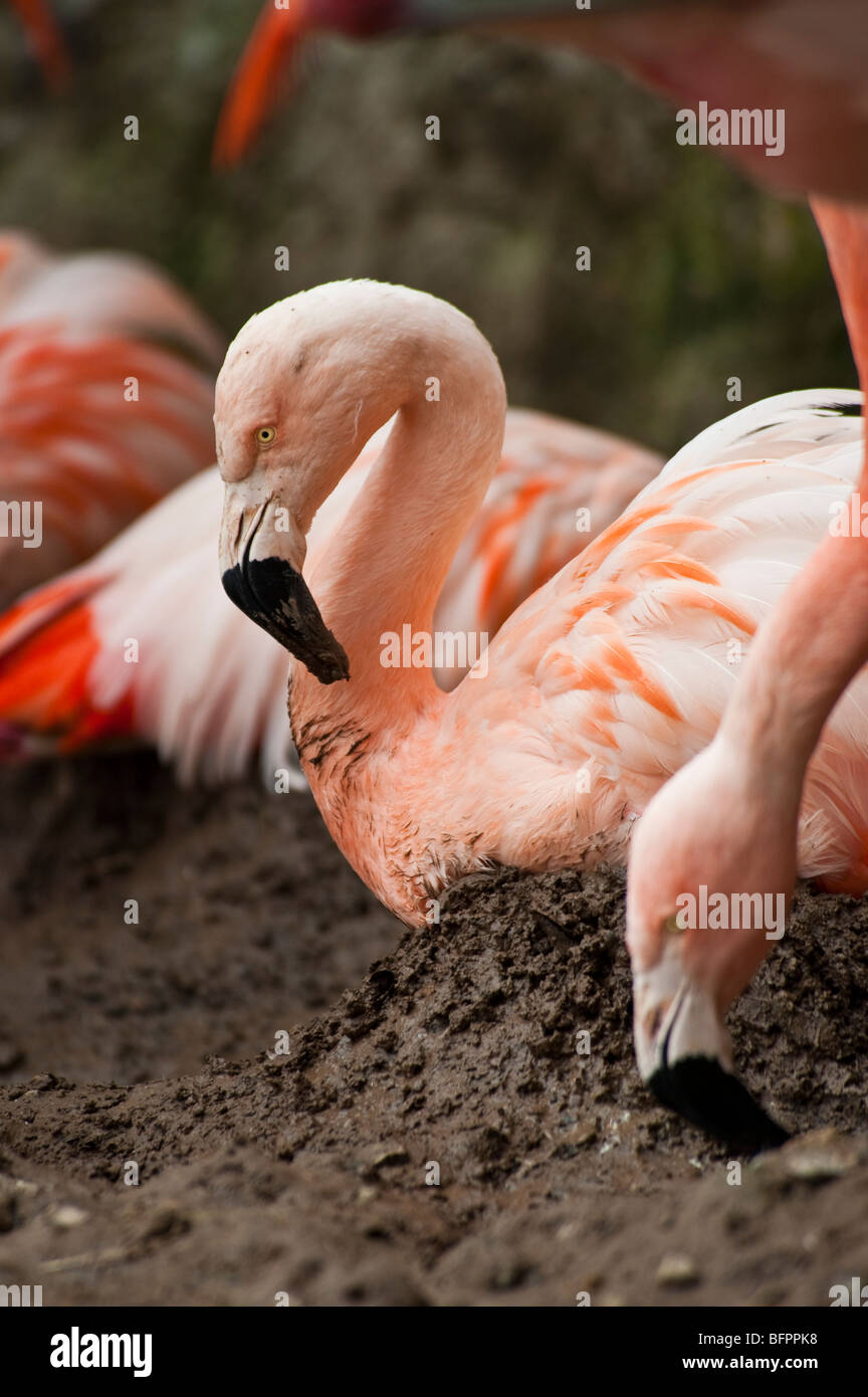 Flamingo nest hi-res stock photography and images - Alamy