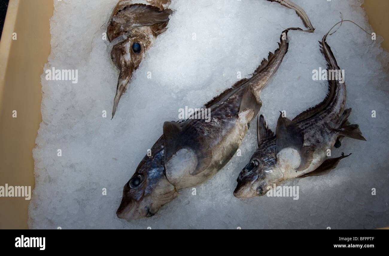 A Photographs Of The Largest And Smallest Ratfish Used