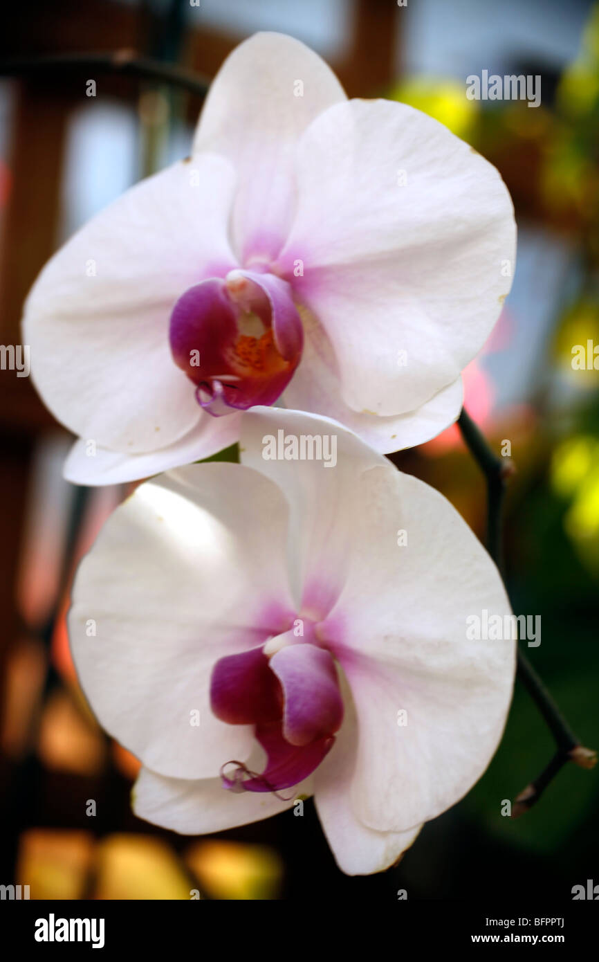 Arranged vertically hi-res stock photography and images - Alamy