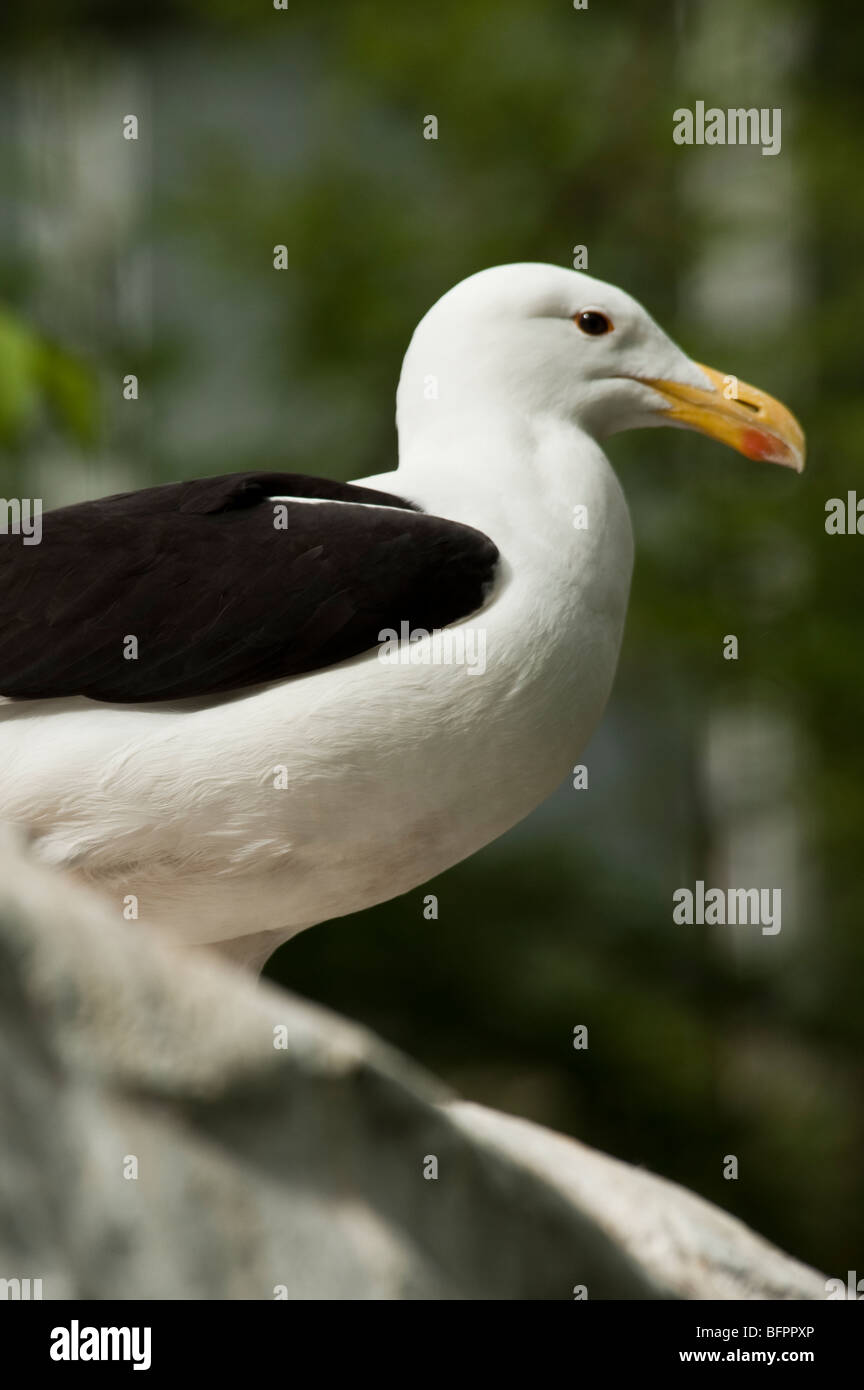 Kelp Gull (Larus dominicanus Stock Photo - Alamy
