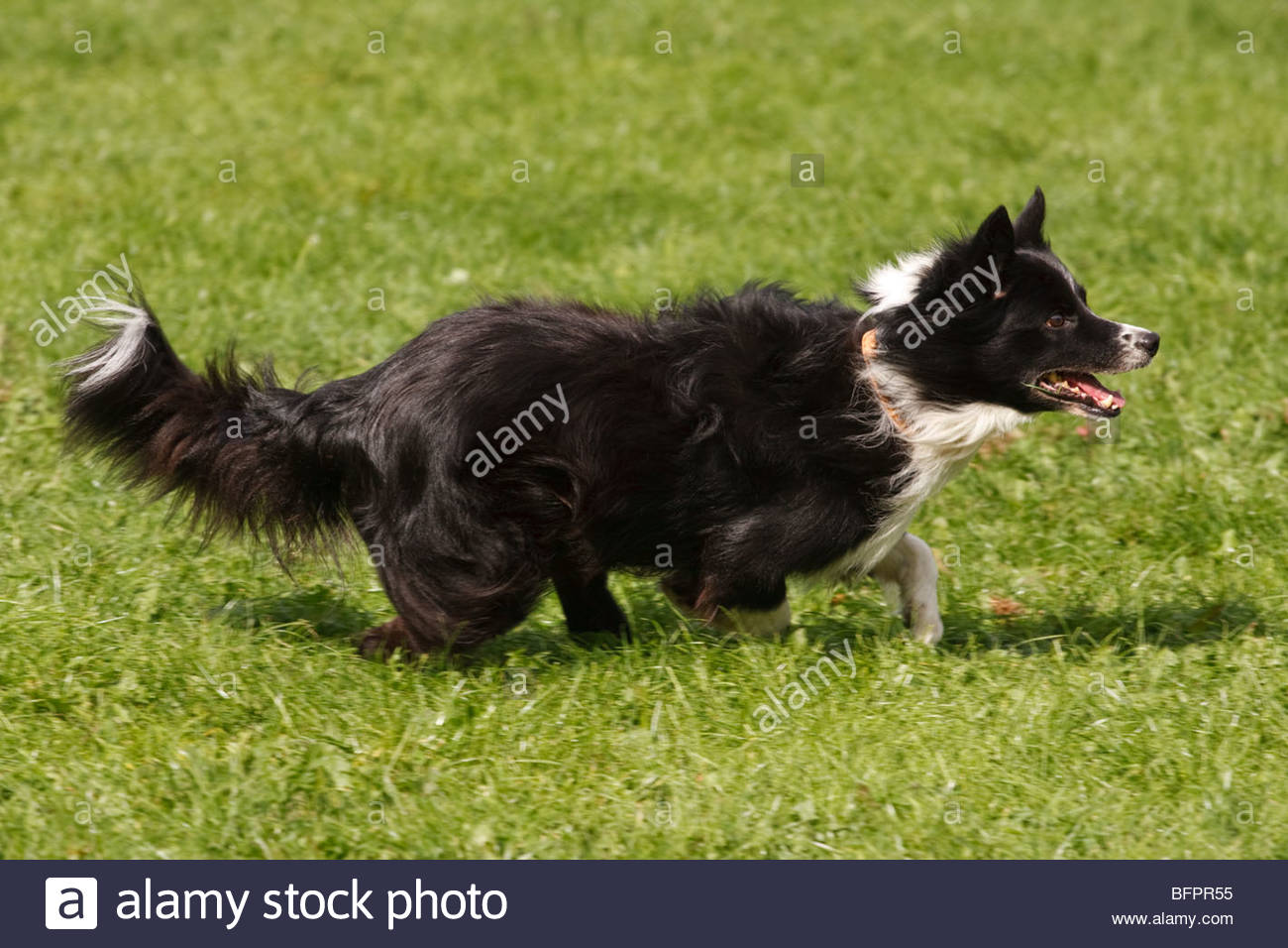 Border Collie Tail High Resolution Stock Photography and Images - Alamy