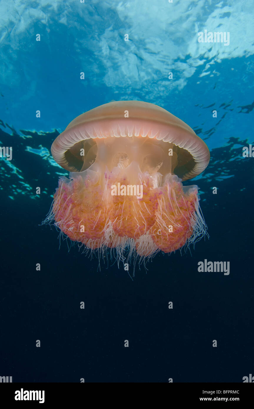 Jellyfish hi-res stock photography and images - Alamy