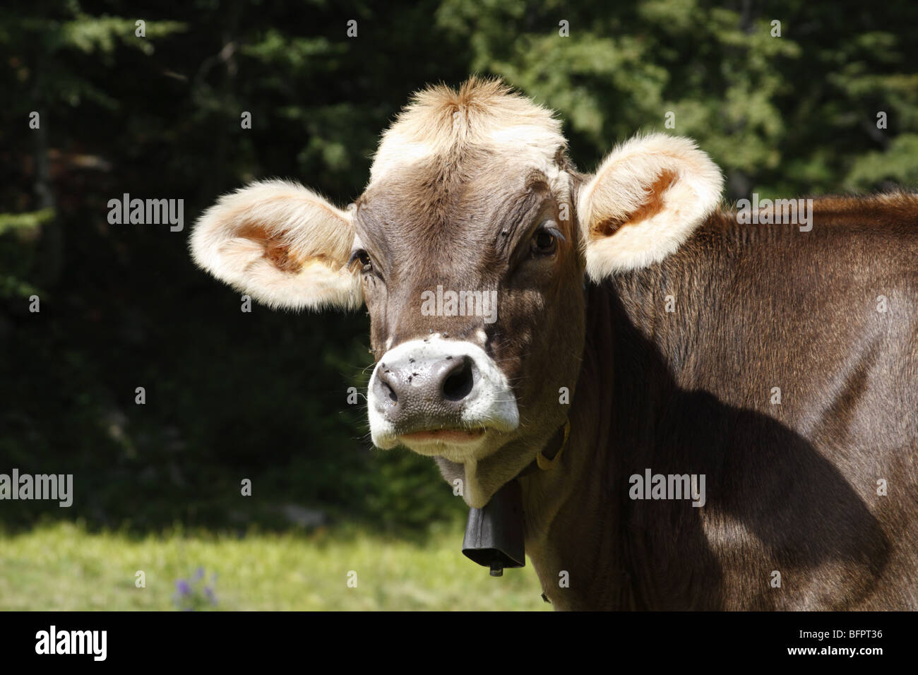 Alpine cow bell hi-res stock photography and images - Alamy