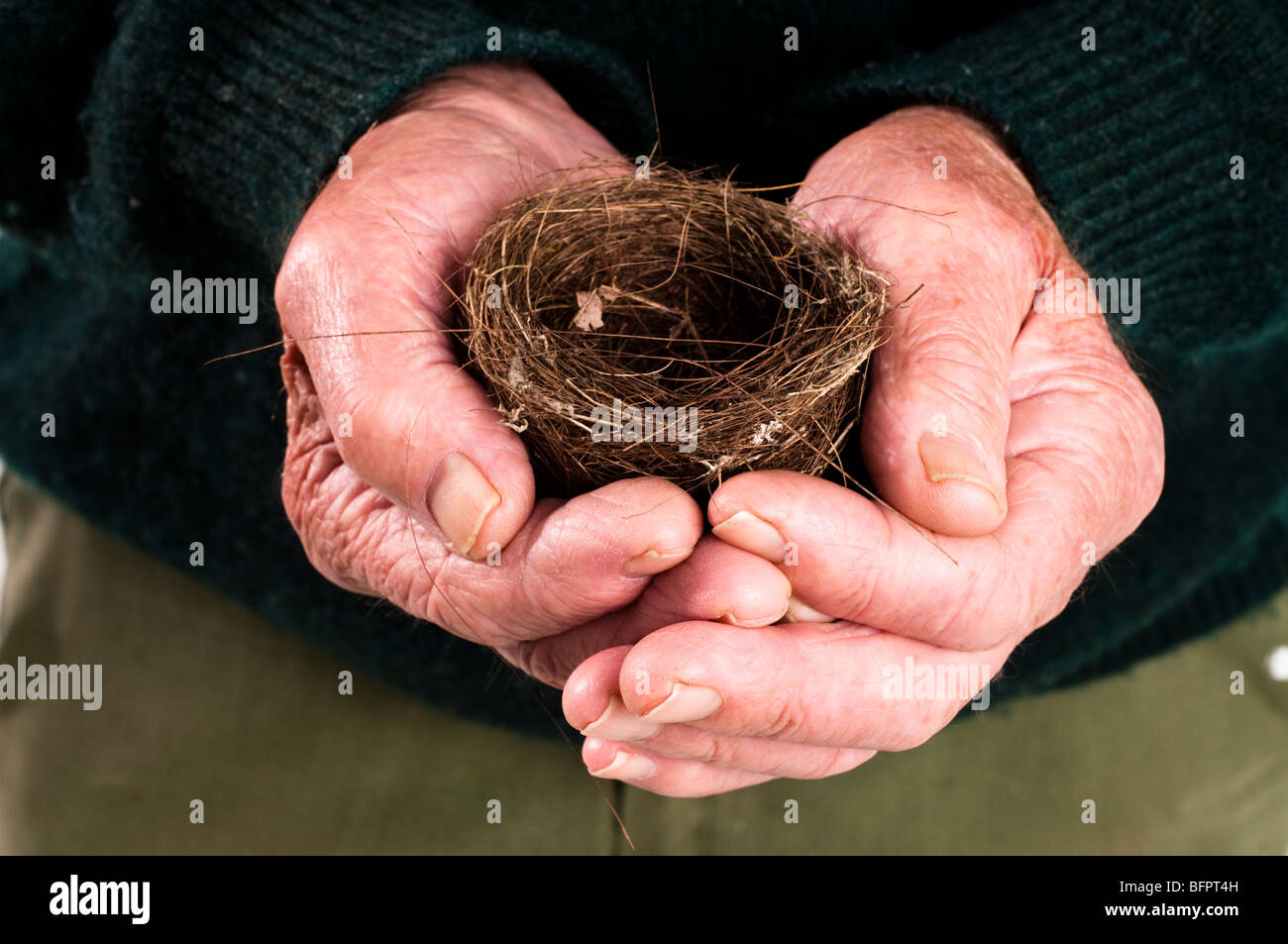 Hands holding empty animals nest hi-res stock photography and images ...