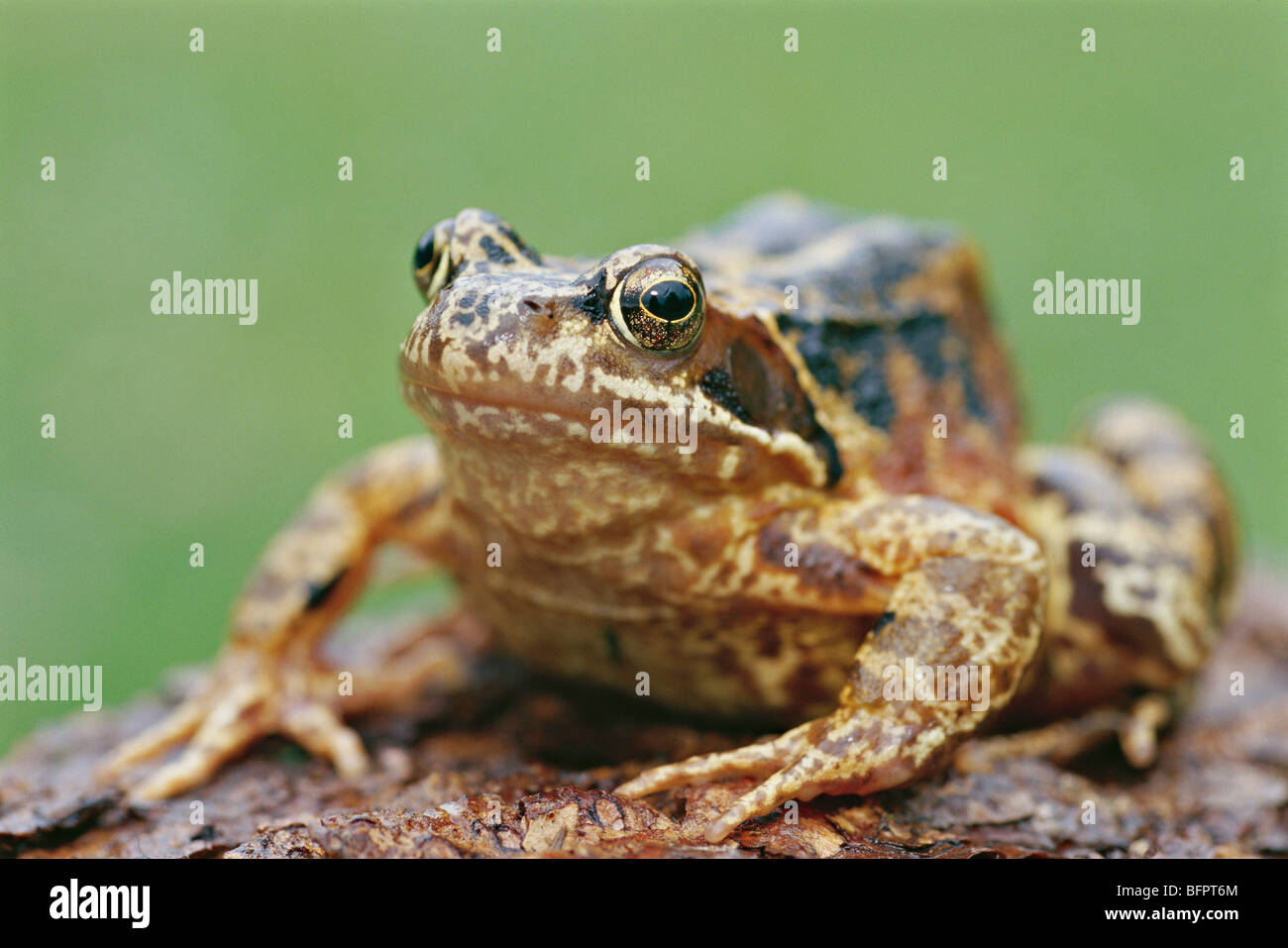 common frog, european common frog, european common brown frog, rana ...