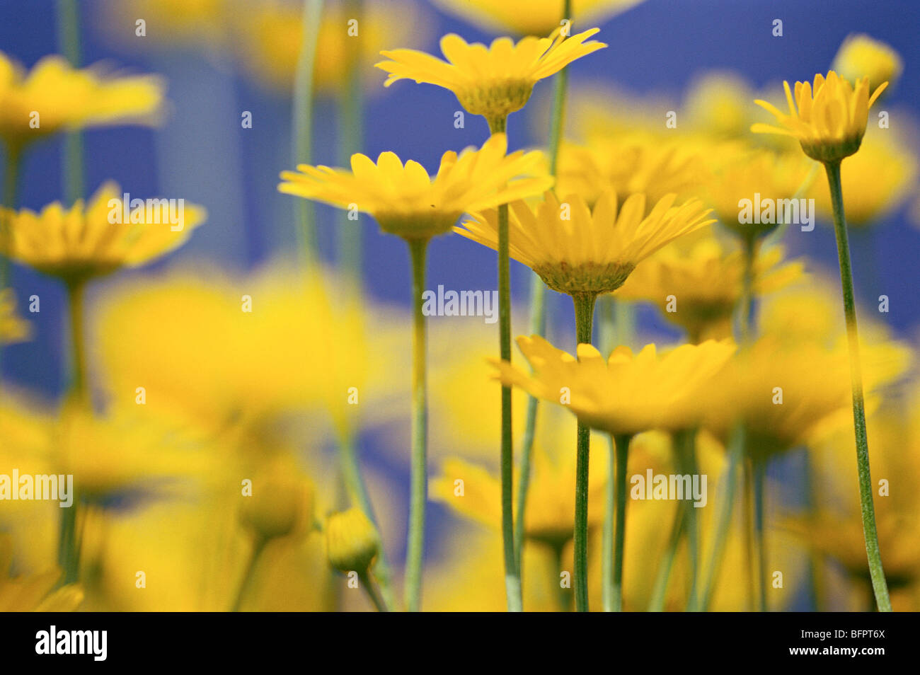 golden marguerite, yellow chamomile, anthemis tinctoria Stock Photo - Alamy