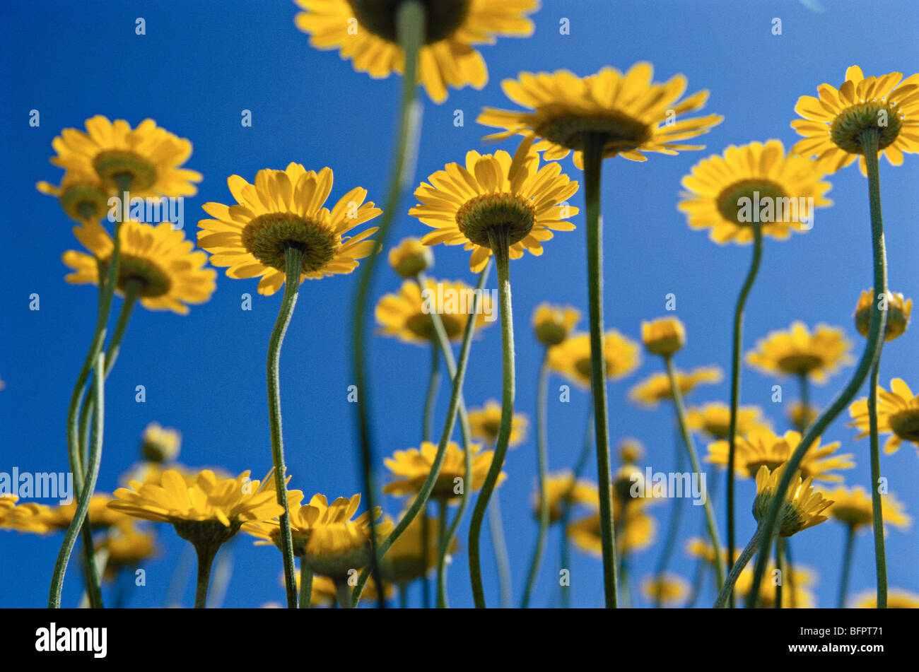 golden marguerite, yellow chamomile, anthemis tinctoria Stock Photo - Alamy