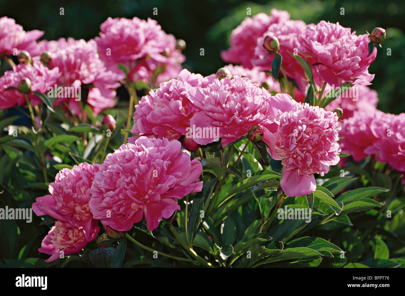 peony, paeony, paeonia Stock Photo - Alamy