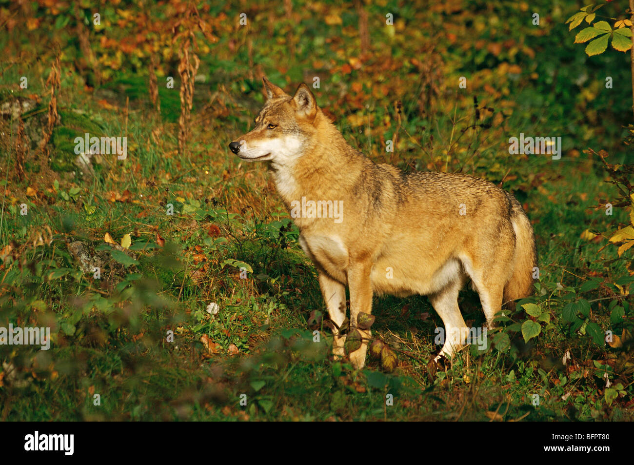 wolf, canis lupus Stock Photo - Alamy