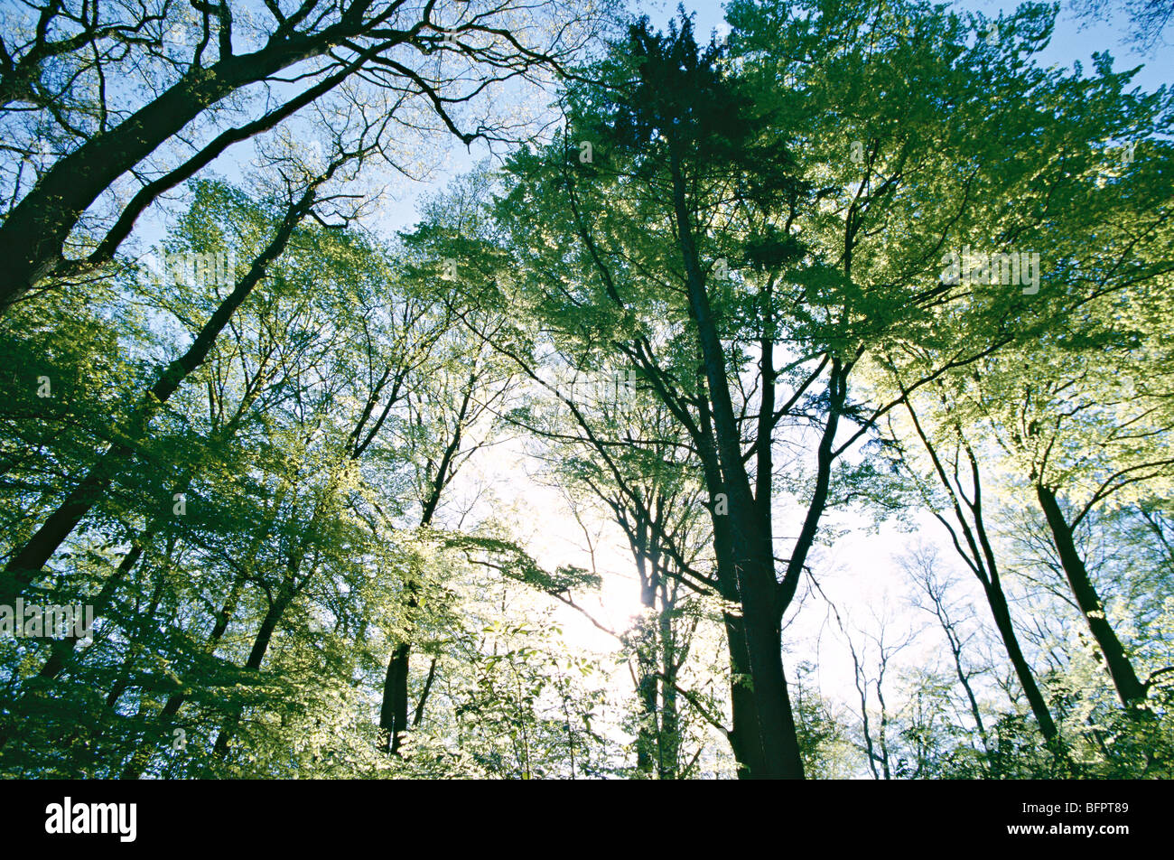 beech forest, germany Stock Photo - Alamy
