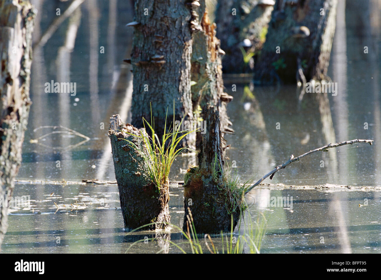 National park muritz hi-res stock photography and images - Alamy