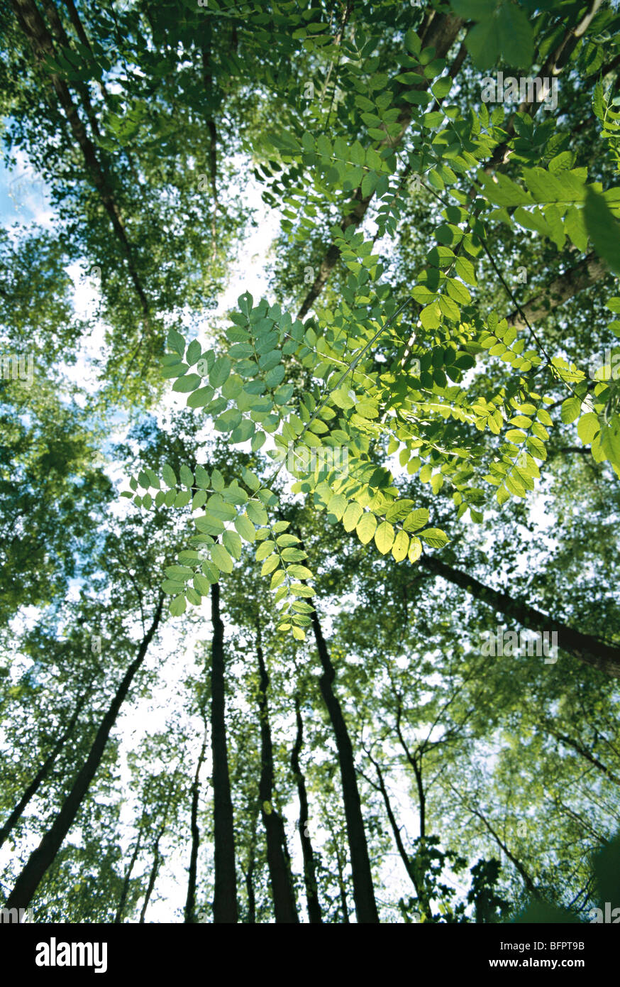Forest treetops hi-res stock photography and images - Alamy