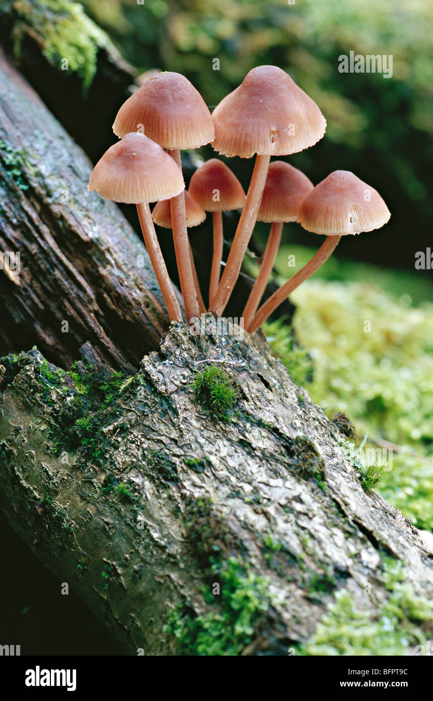 mycena haematopus, bleeding mycena Stock Photo - Alamy