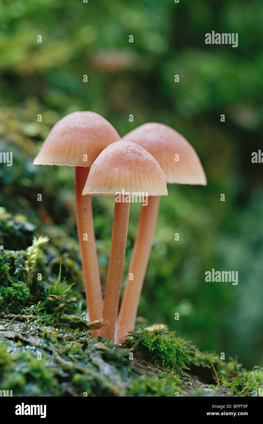 mycena haematopus, bleeding mycena Stock Photo - Alamy