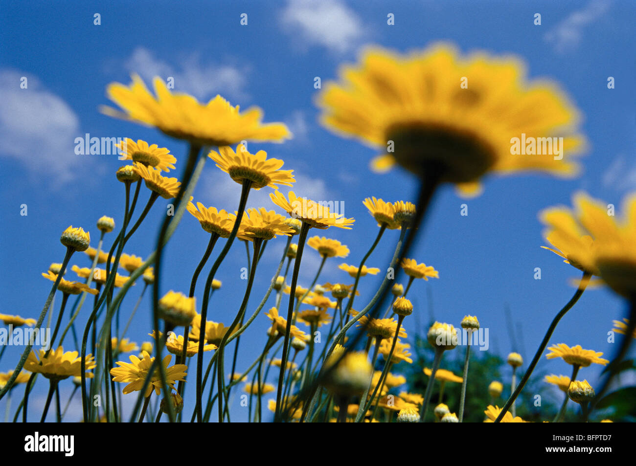 golden marguerite, yellow chamomile, anthemis tinctoria Stock Photo - Alamy