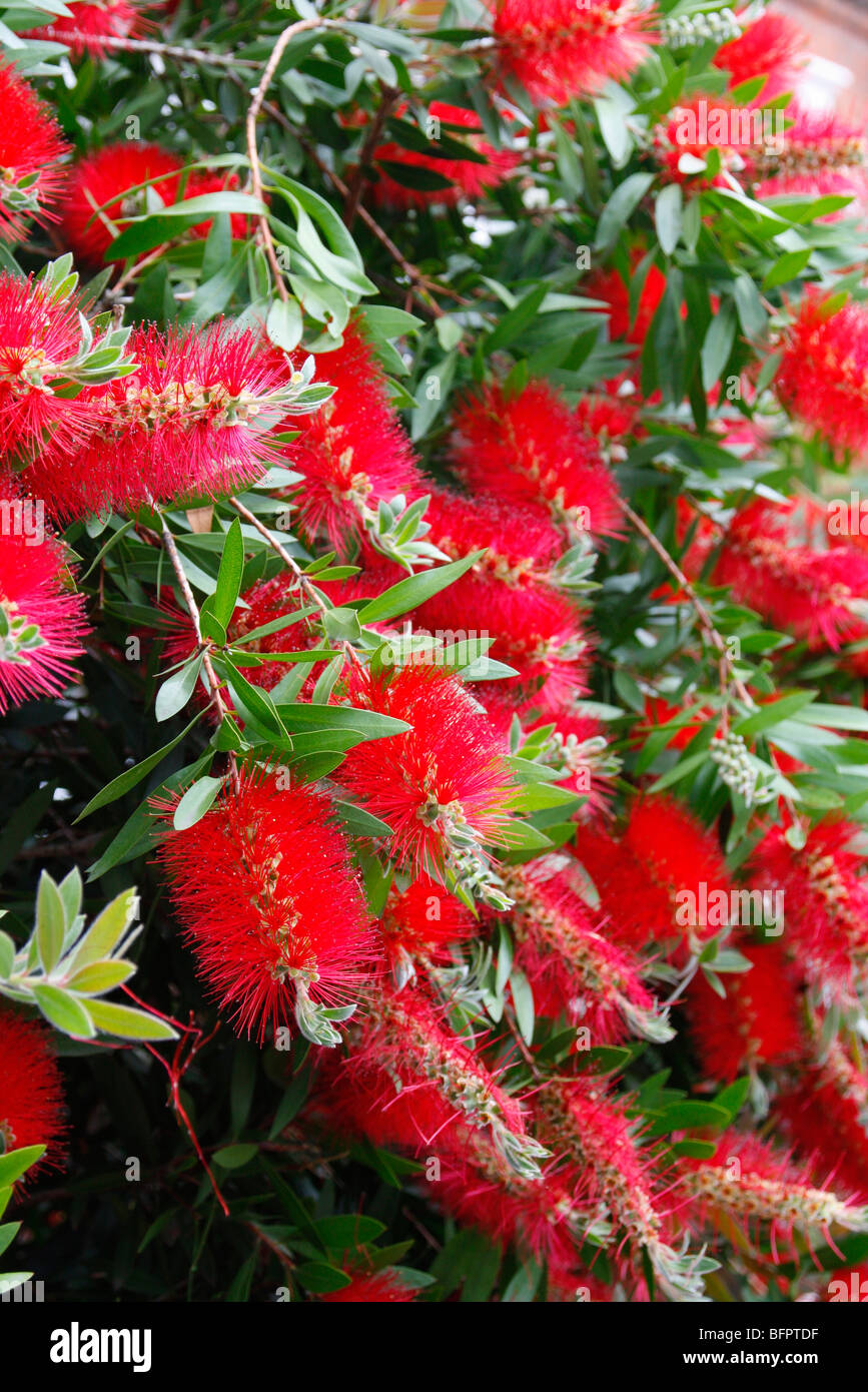 Callistemon splendens hi-res stock photography and images - Alamy