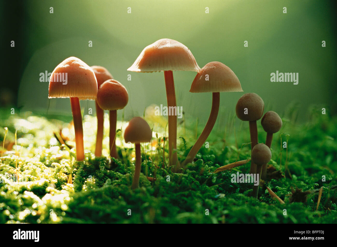 conocybe, conocybe digitalina Stock Photo - Alamy