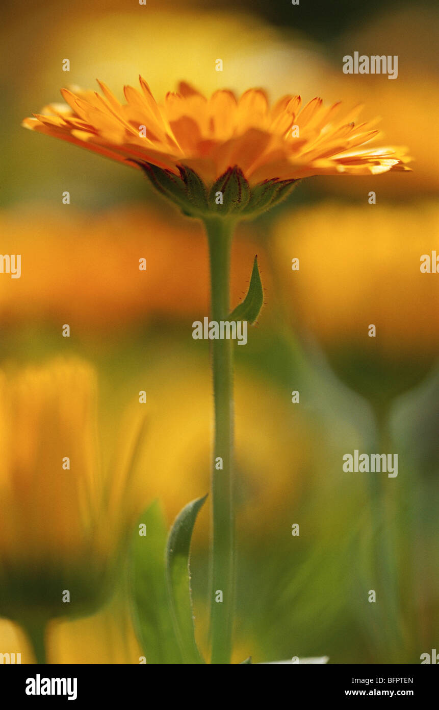 pot marigold, scotch marigold, calendula officinalis Stock Photo - Alamy