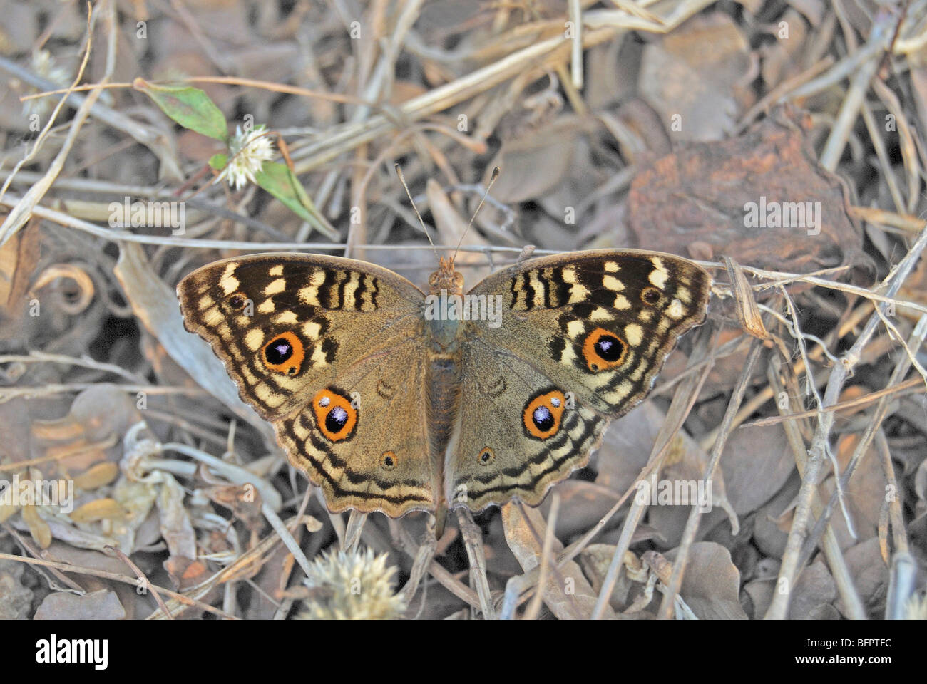 Butterfly Nymphalidae Cethosia Stock Photos & Butterfly Nymphalidae ...